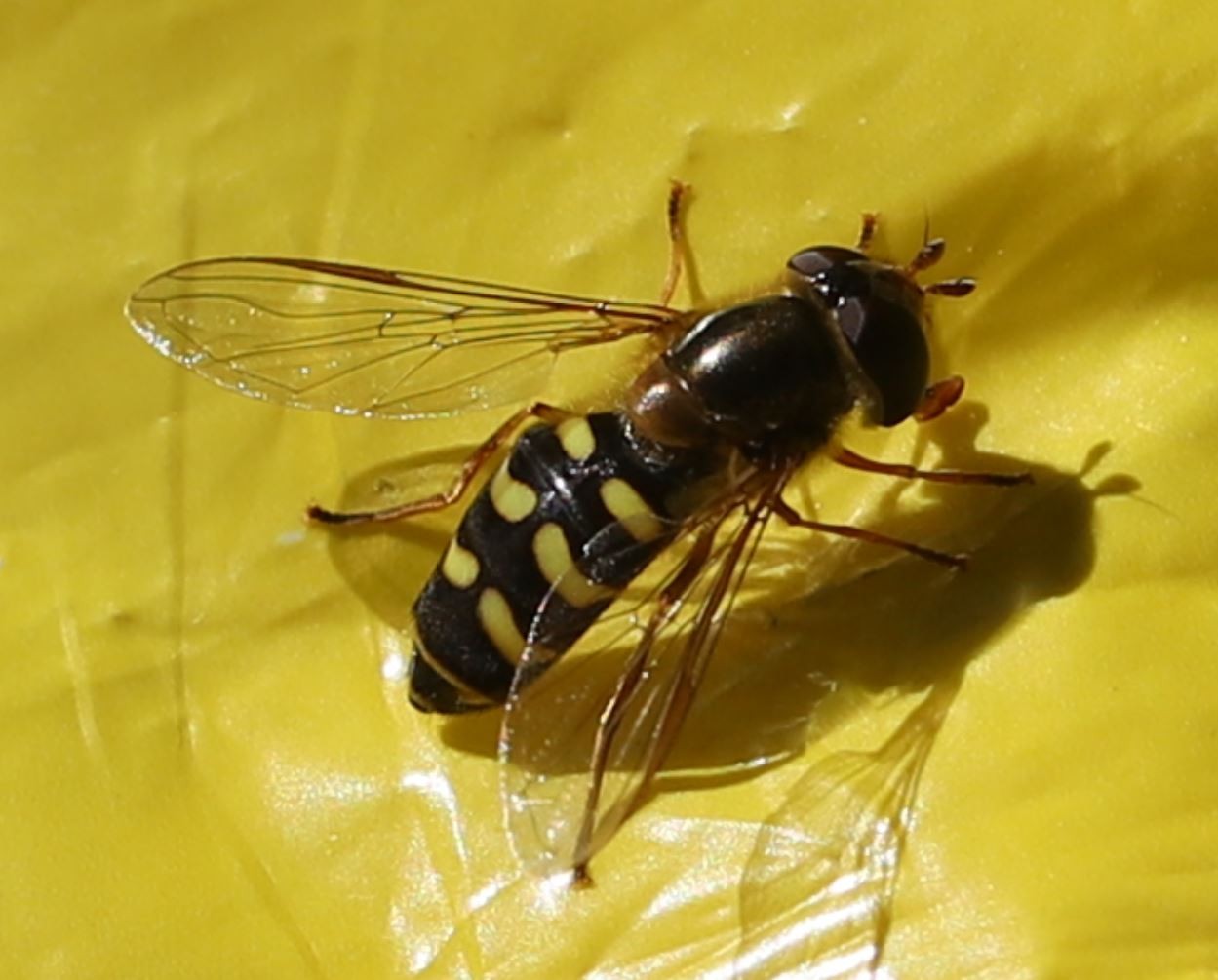 Eupeodes lapponicus (Eupeodes lapponicus) - Picture Insect