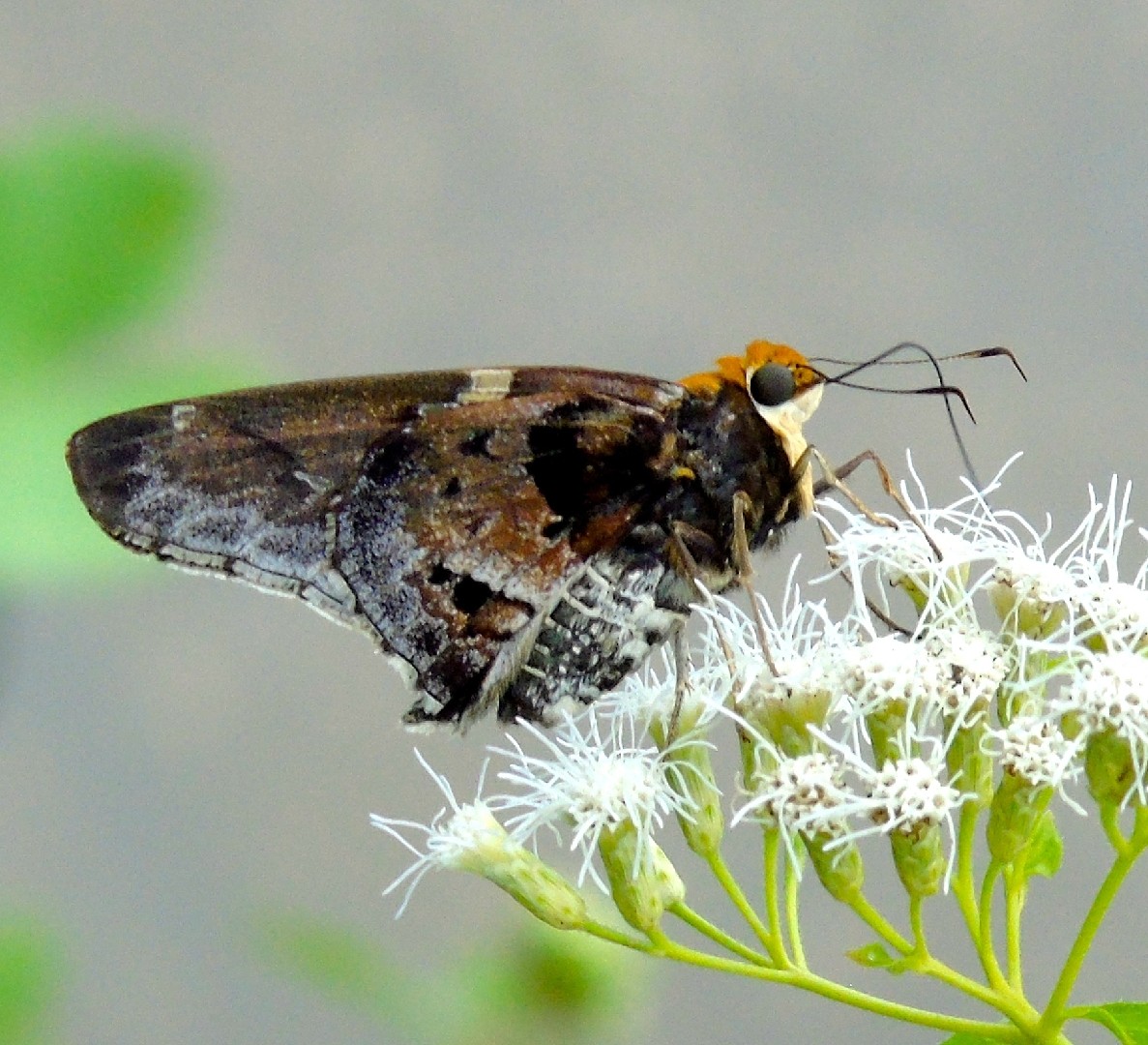 Proteides (Proteides) - Picture Insect