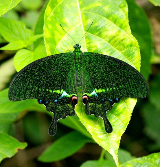 Papilio paris (Papilio paris) - Picture Insect