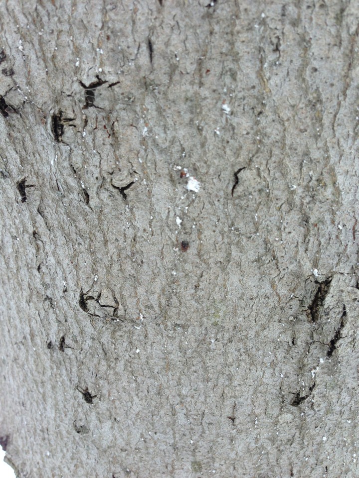 Cryptococcus fagisuga (Cryptococcus fagisuga) - Picture Insect