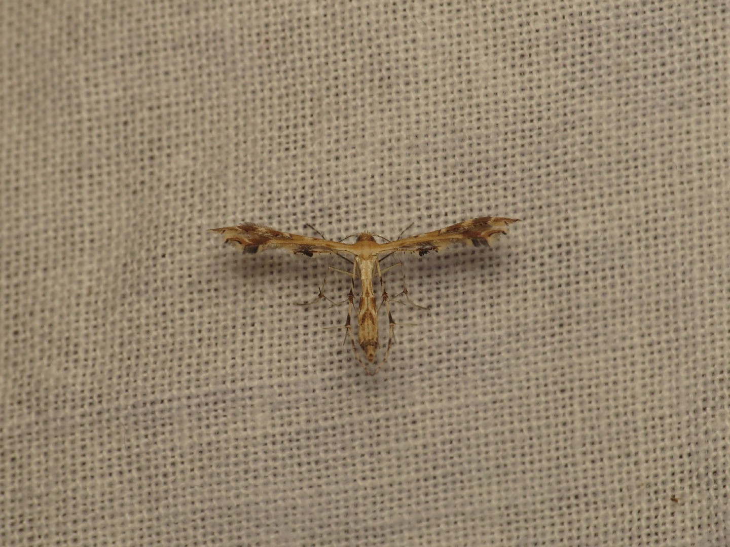 Sphenarches anisodactylus (Sphenarches anisodactylus) - Picture Insect