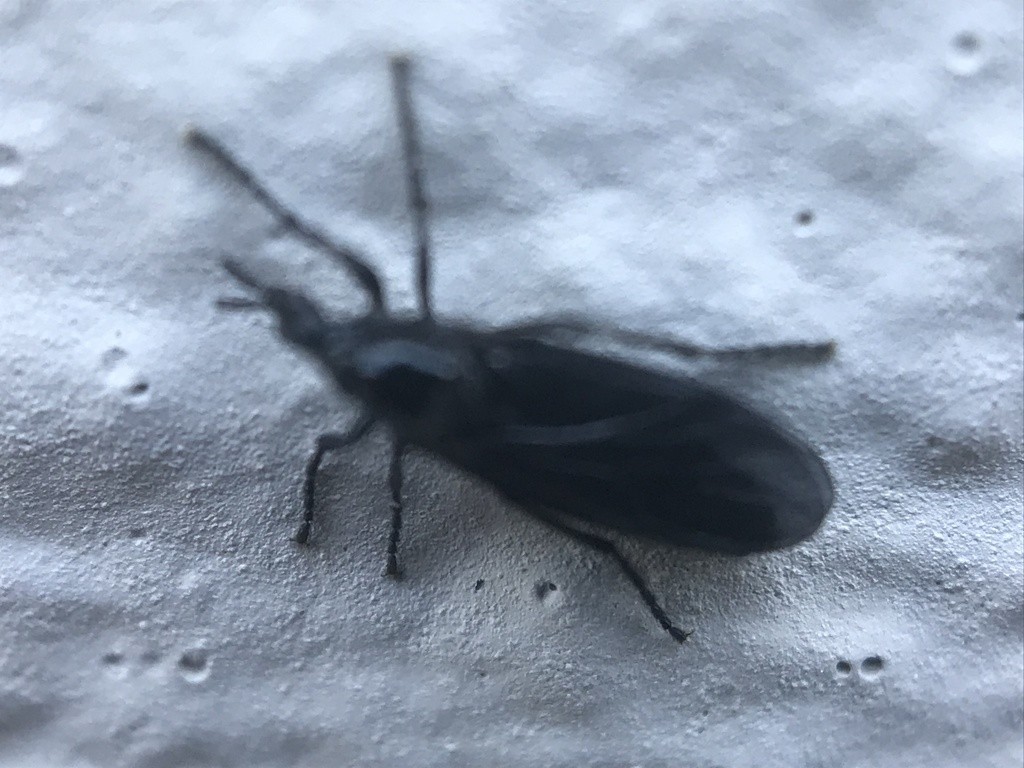 Dilophus (Dilophus) - Picture Insect