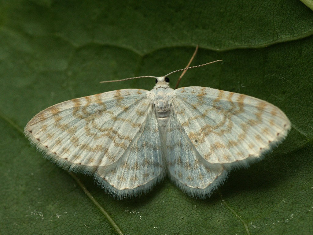 Asthena (Asthena) - Picture Insect