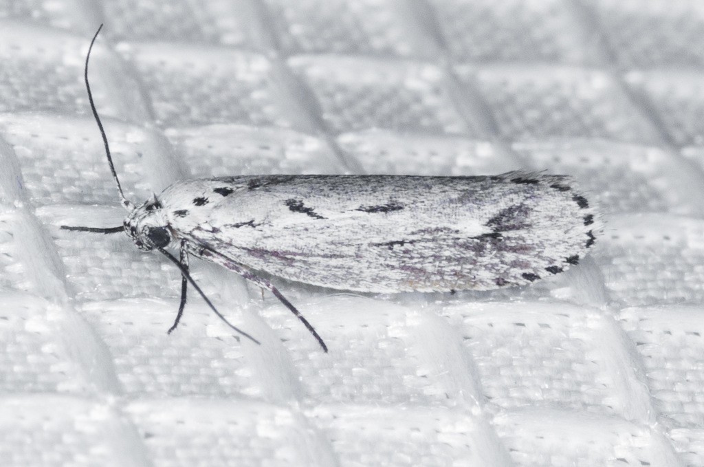 Ethmia discostrigella (Ethmia discostrigella) - Picture Insect