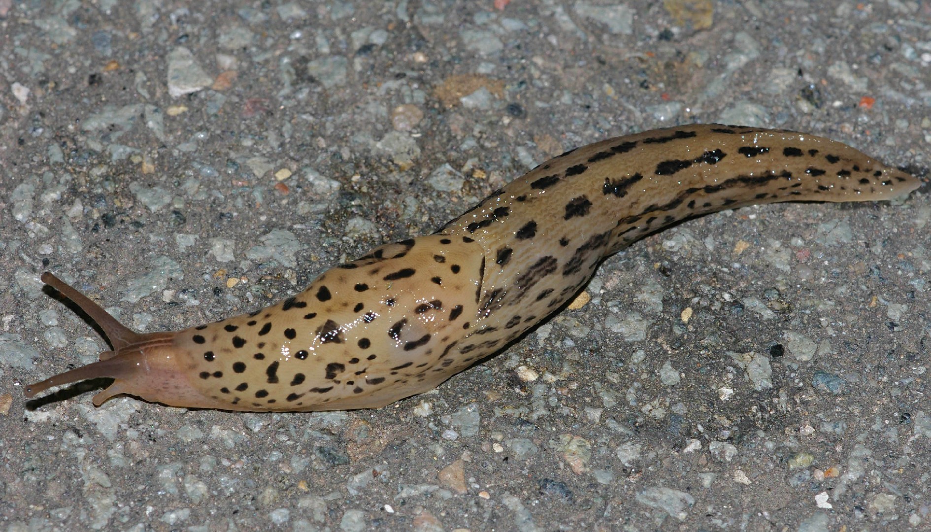 Lesma-leopardo (Limax maximus) - Picture Insect