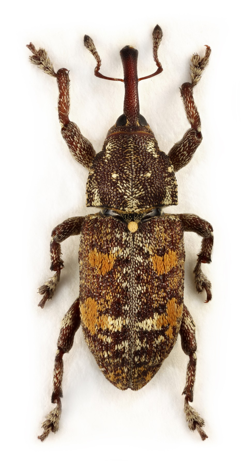 Pissodes castaneus (Pissodes castaneus) - Picture Insect