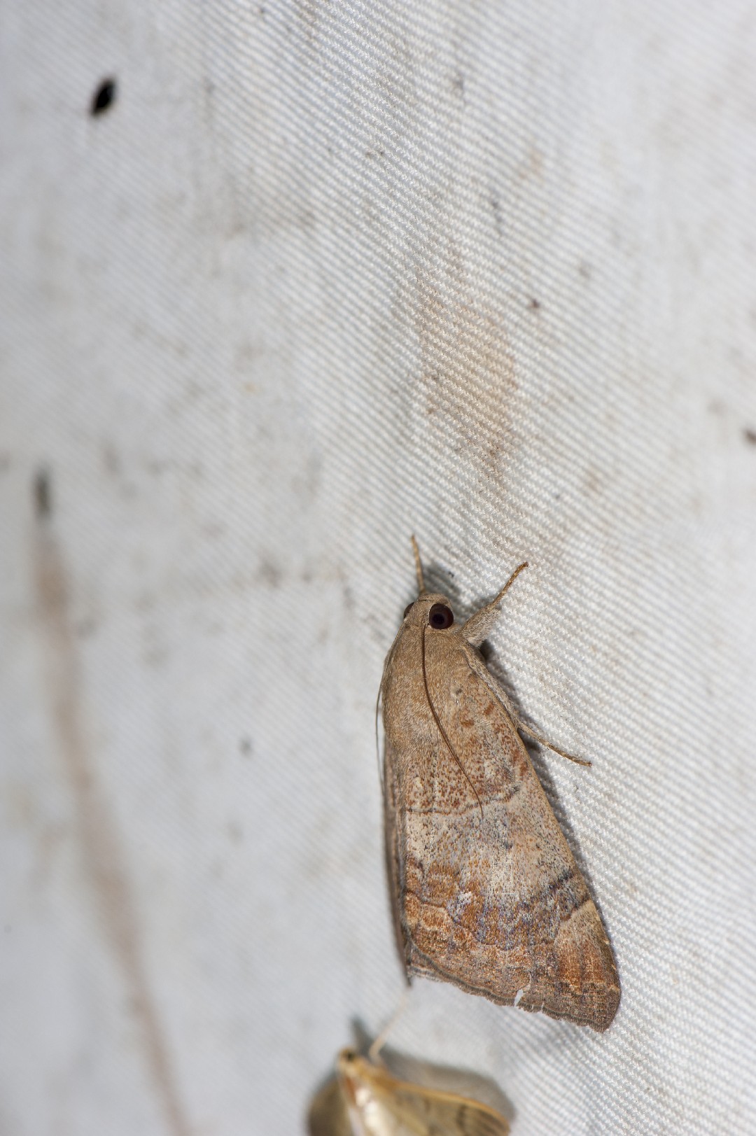 Achaea (Achaea) - Picture Insect