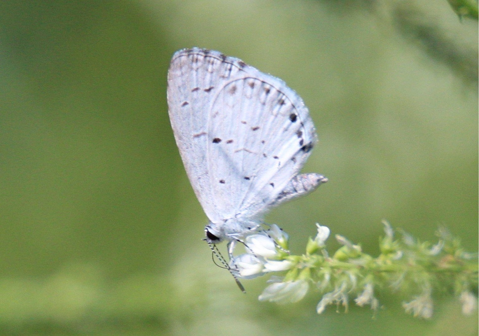 Mariposa azur (Celastrina ladon) - Picture Insect