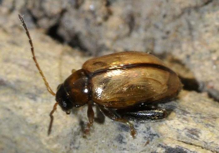 Longitarsus melanocephalus (Longitarsus melanocephalus) - Picture Insect