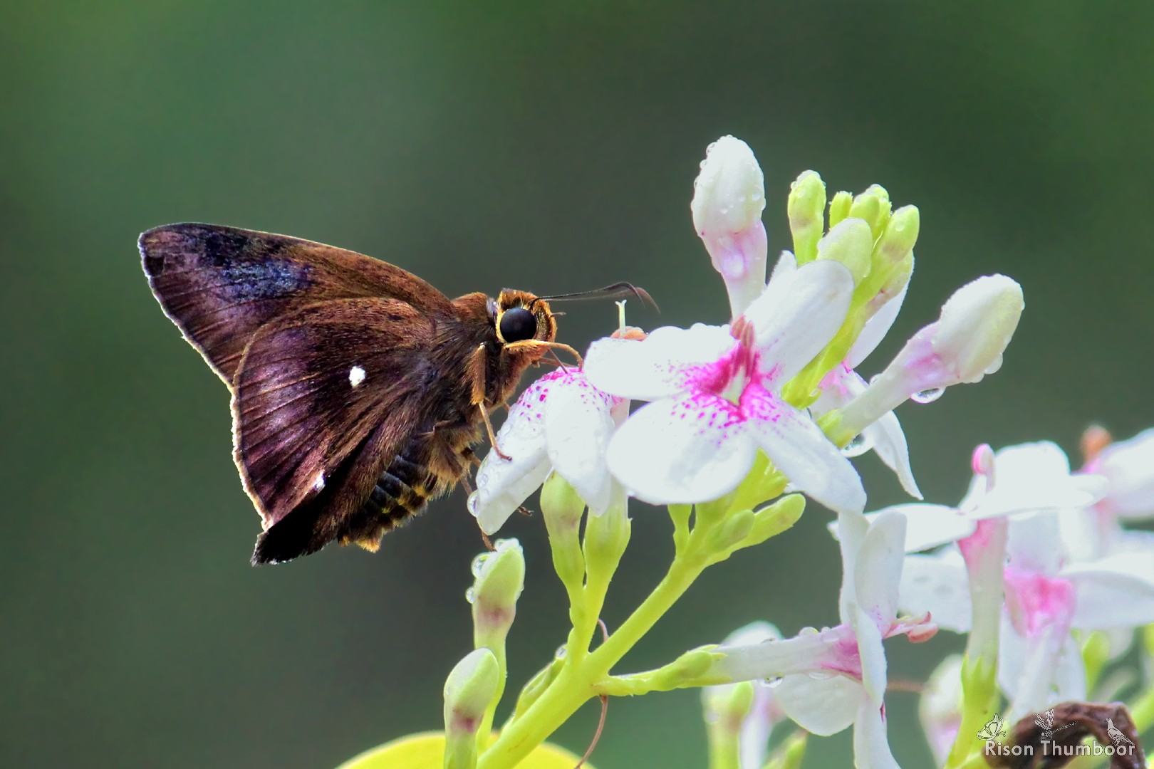 Hasora badra (Hasora badra) - Picture Insect