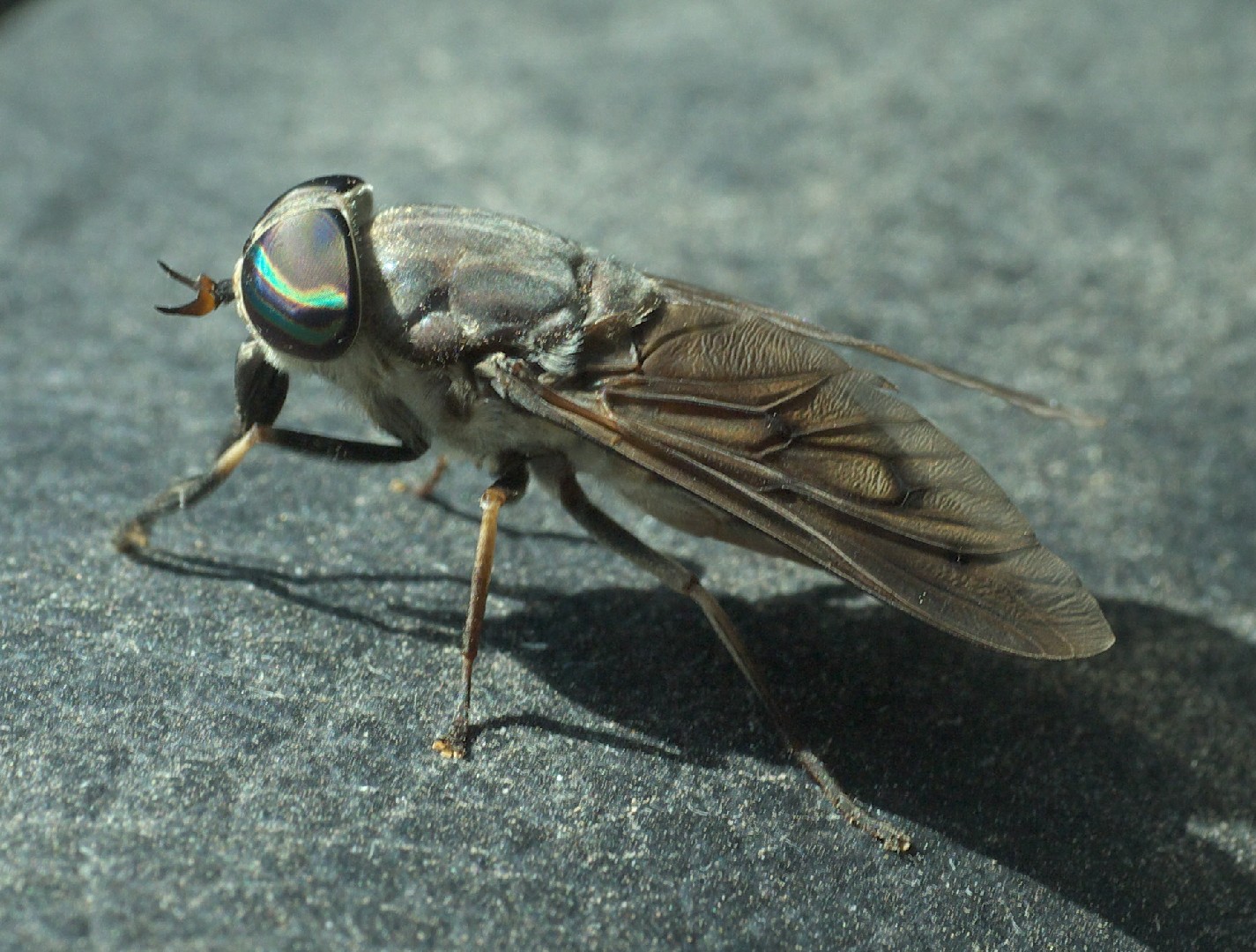 Tabanus sulcifrons (Tabanus sulcifrons) - Picture Insect