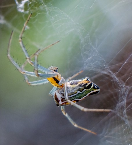 Mecynogea lemniscata (Mecynogea lemniscata) - Picture Insect