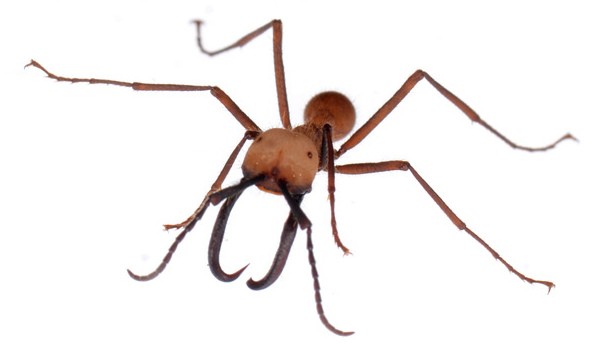 バーチェルグンタイアリ (Eciton burchellii) - Picture Insect