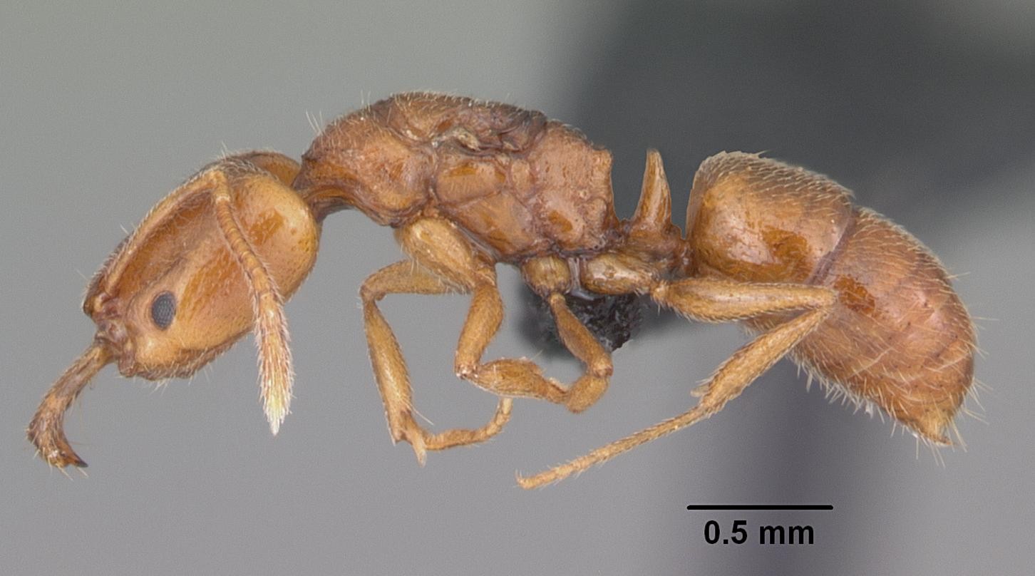 Anochetus (Anochetus) - Picture Insect