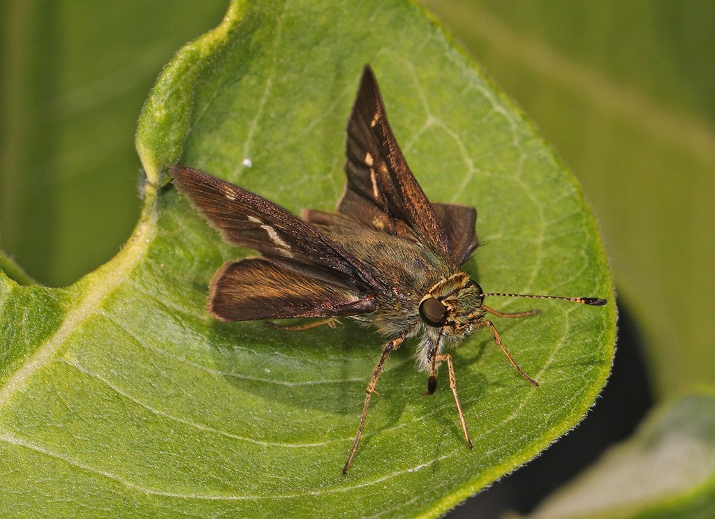 Pompeius verna (Pompeius verna) - Picture Insect
