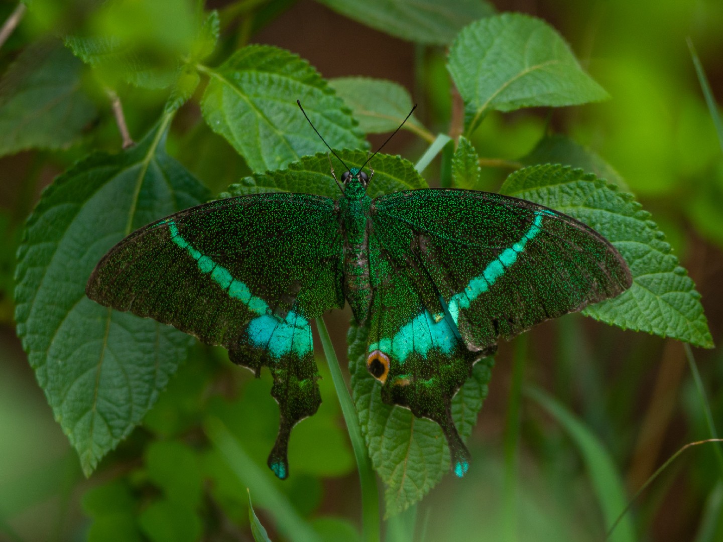 Papilio crino (Papilio crino) - Picture Insect