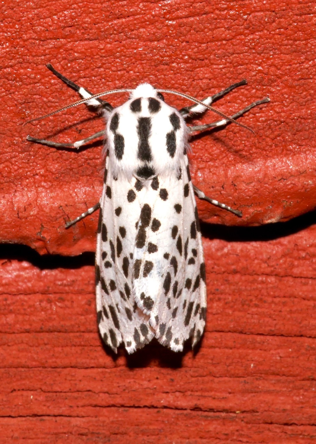 Hypercompe permaculata (Hypercompe permaculata) - Picture Insect