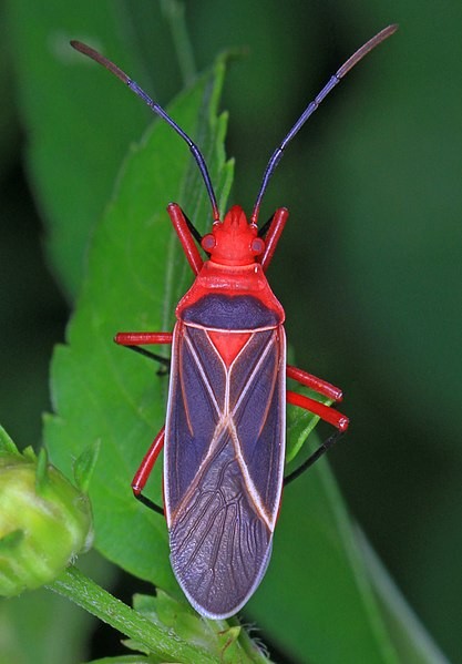 Dysdercus suturellus (Dysdercus suturellus) - Picture Insect
