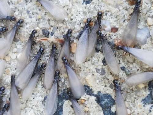 Reticulitermes flavipes (Reticulitermes flavipes) - Picture Insect