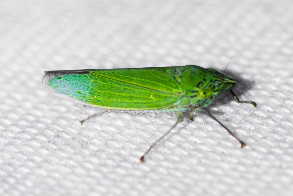 Draeculacephala inscripta (Draeculacephala inscripta) - Picture Insect