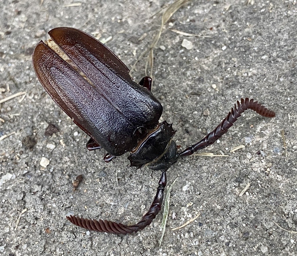 Prionus imbricornis (Prionus imbricornis) - Picture Insect