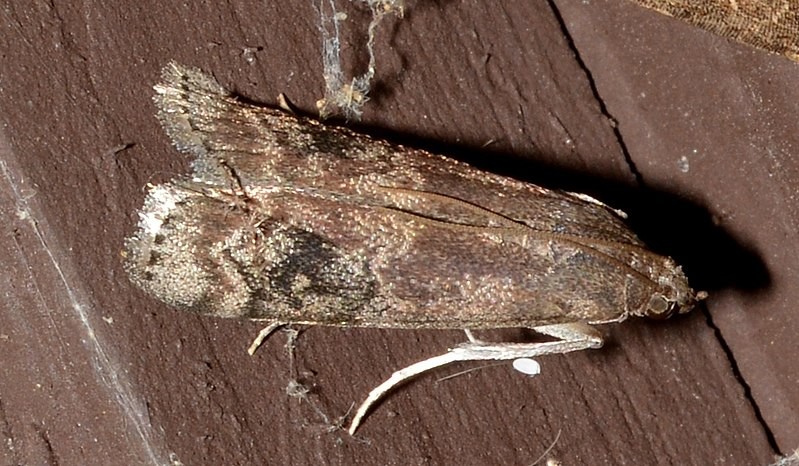 Euzophera semifuneralis (Euzophera semifuneralis) - Picture Insect