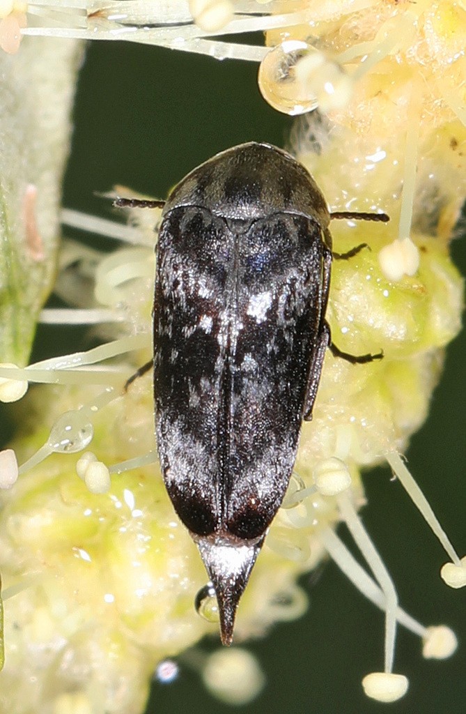 Mordella marginata (Mordella marginata) - Picture Insect