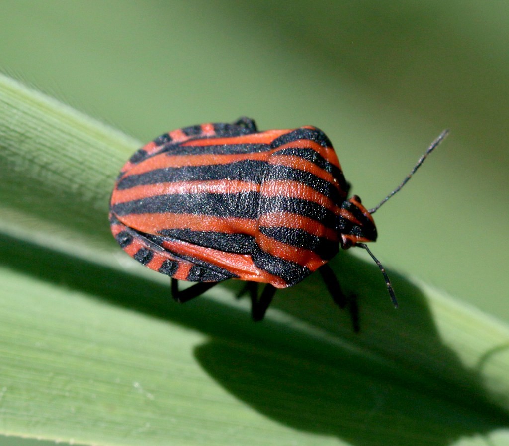 Graphosoma (Graphosoma) - Picture Insect