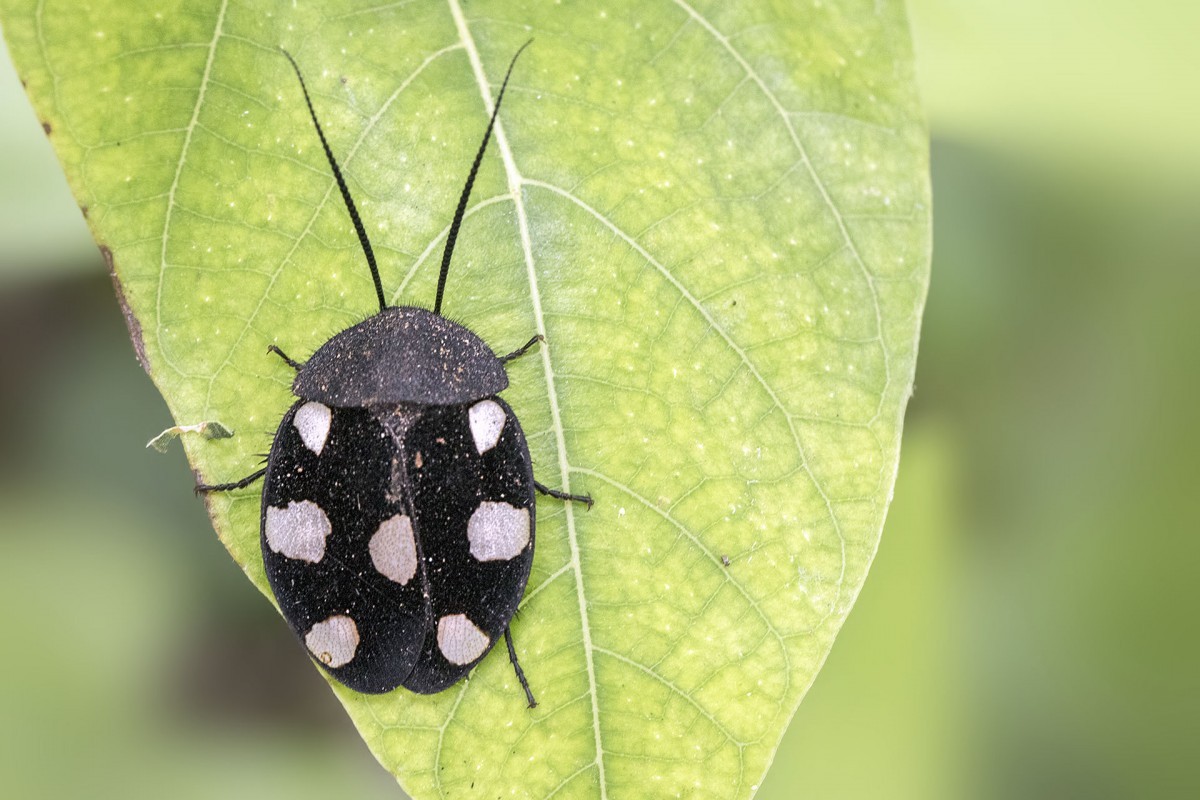 Therea (Therea) - Picture Insect