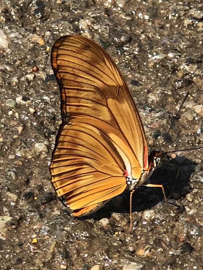 Dryas (Dryas) - Picture Insect