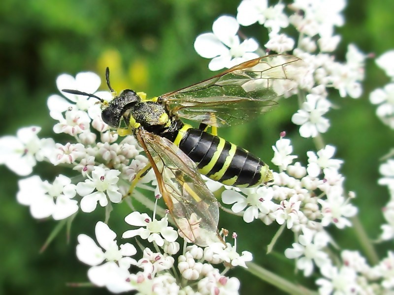 Tenthredo notha (Tenthredo notha) - Picture Insect