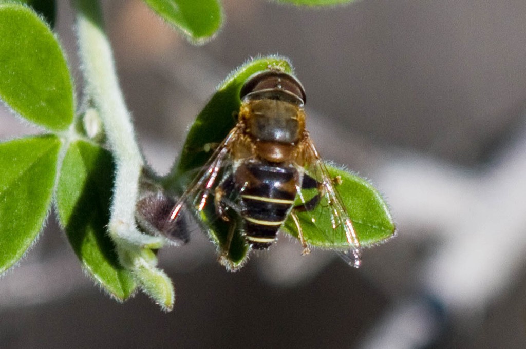 Palpada mexicana (Palpada mexicana) - Picture Insect