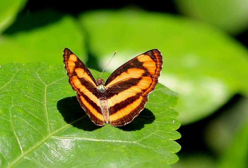 Pantoporia sandaka (Pantoporia sandaka) - Picture Insect