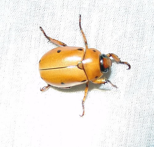 Pelidnota punctata (Pelidnota punctata) - Picture Insect