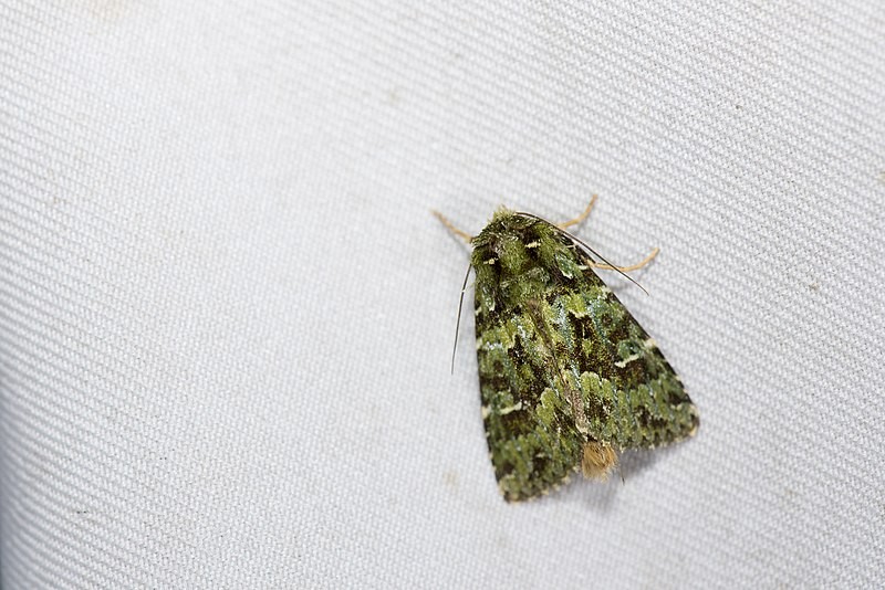 Plexiphleps stellifera (Plexiphleps stellifera) - Picture Insect