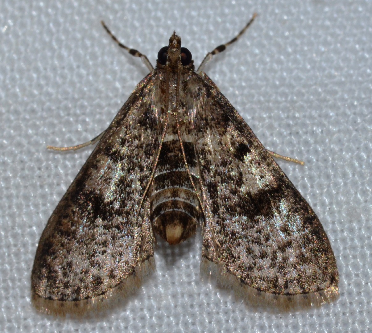 Palpita magniferalis (Palpita magniferalis) - Picture Insect