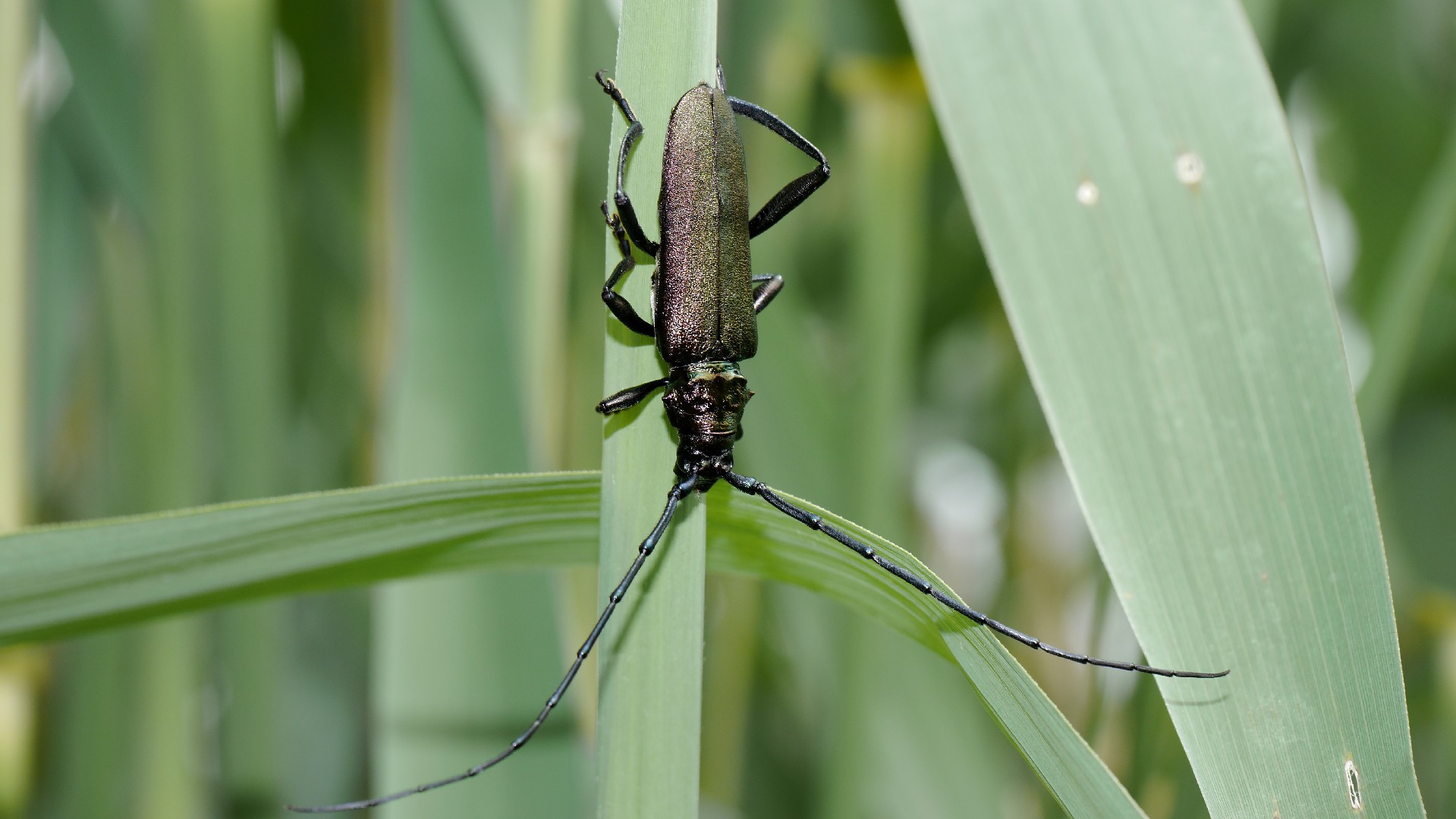 Musk beetle How to identify it? - Picture Insect