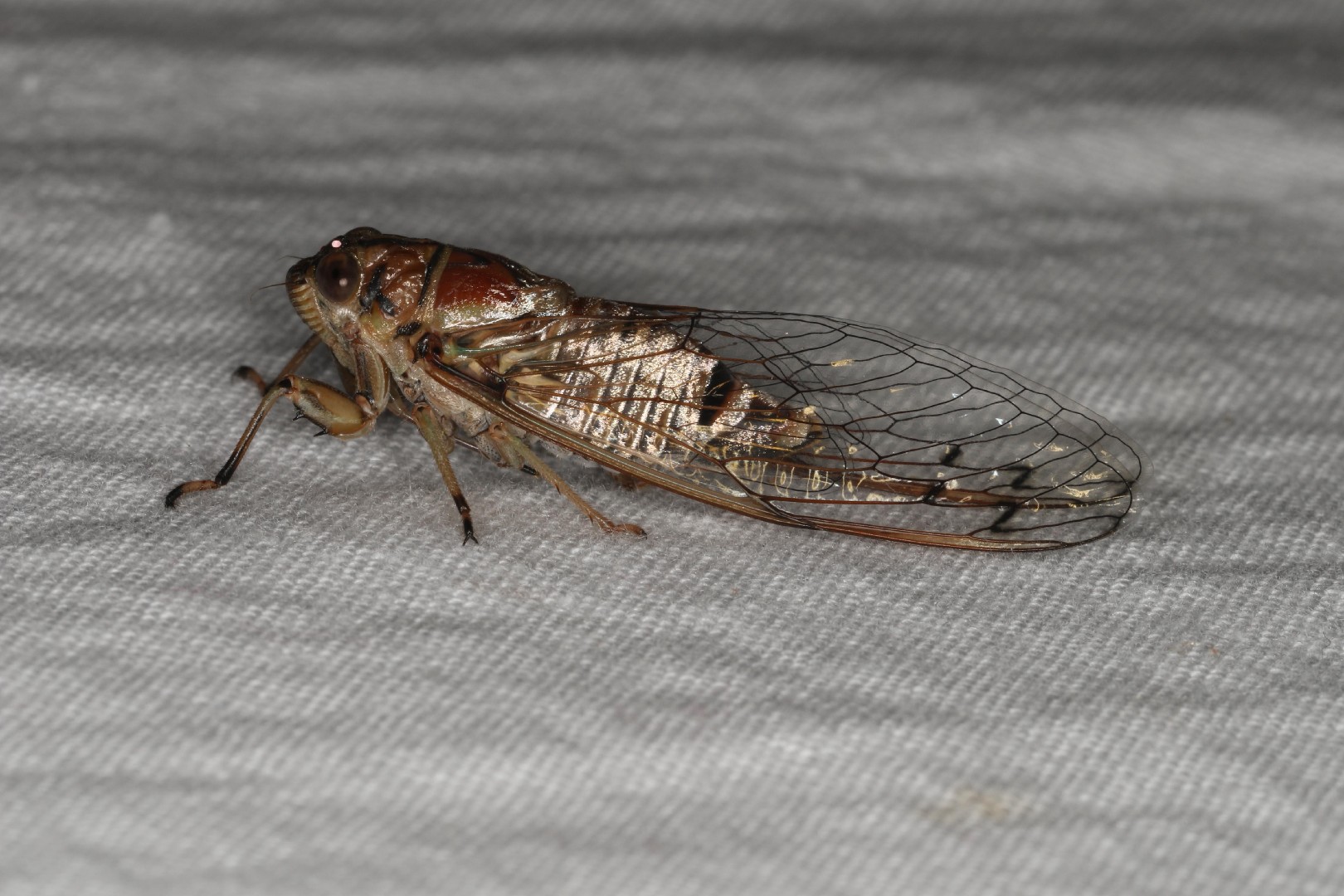Tamasa (Tamasa) - Picture Insect