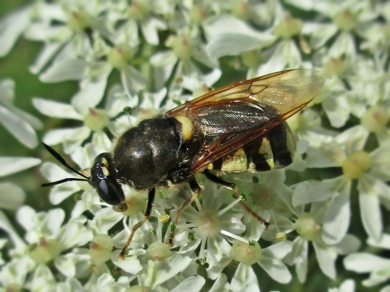 Stratiomys (Stratiomys) - Picture Insect