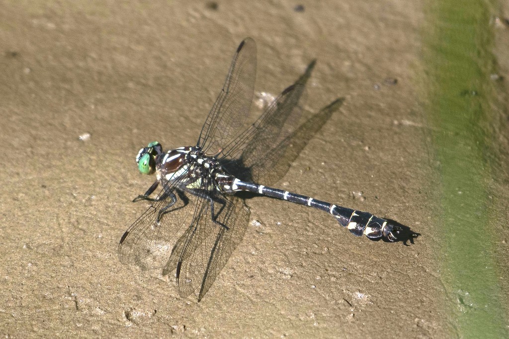 Stylurus (Stylurus) - Picture Insect