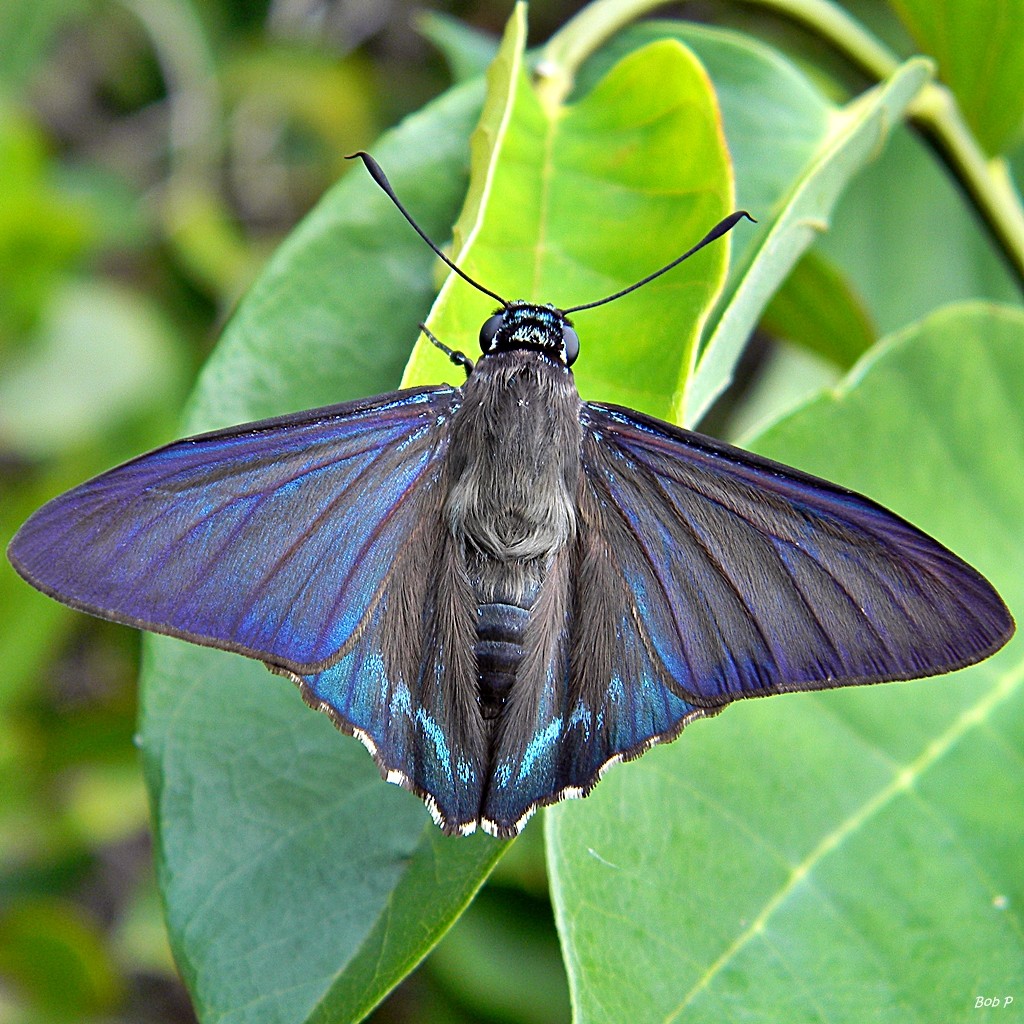 Phocides pigmalion (Phocides pigmalion) - Picture Insect