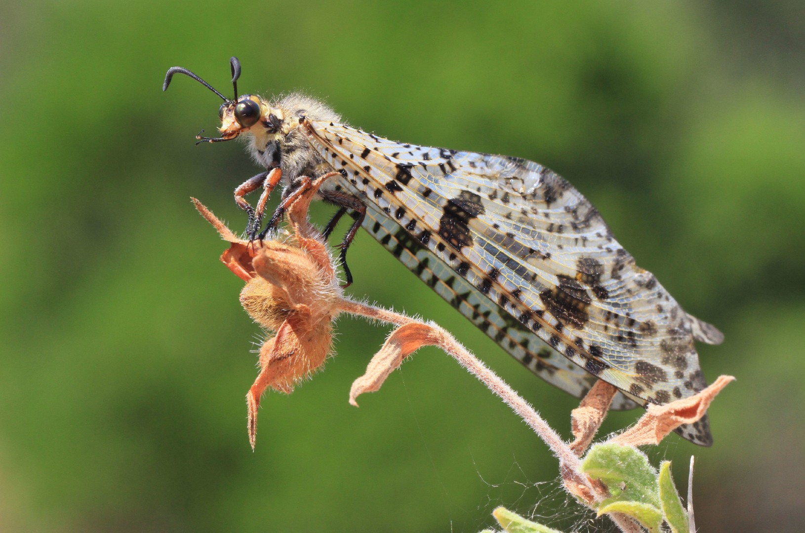 Palpares (Palpares) - Picture Insect