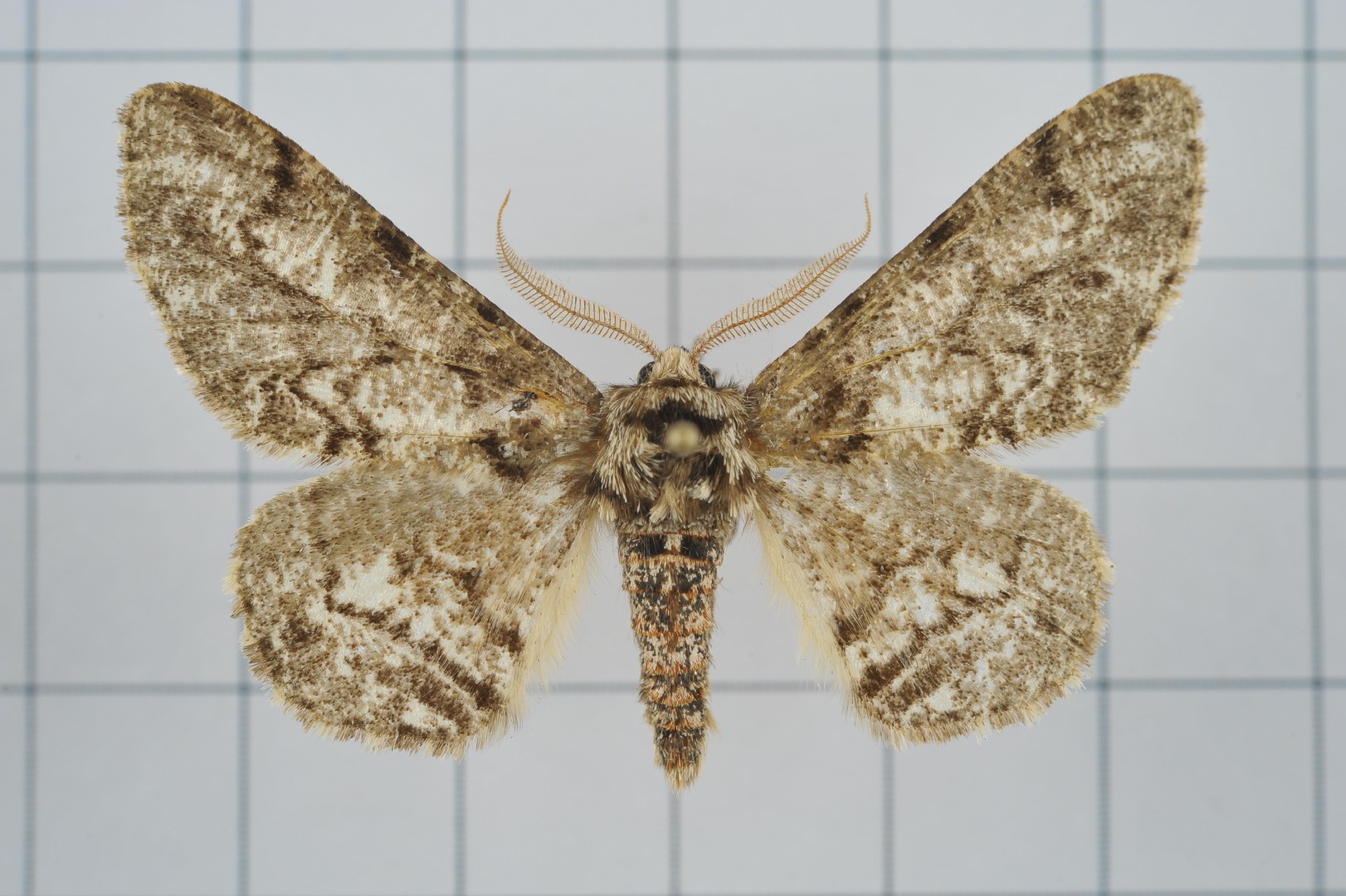 Biston (Biston) - Picture Insect
