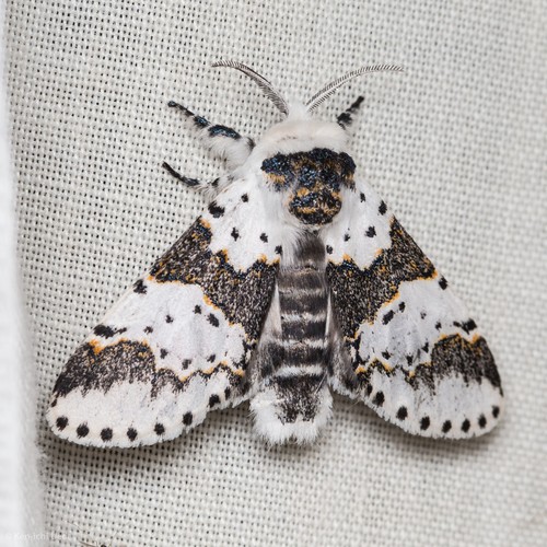 Furcula (Furcula) - Picture Insect