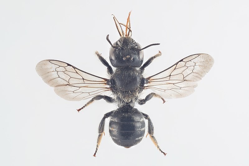 Hoplitis claviventris (Hoplitis claviventris) - Picture Insect