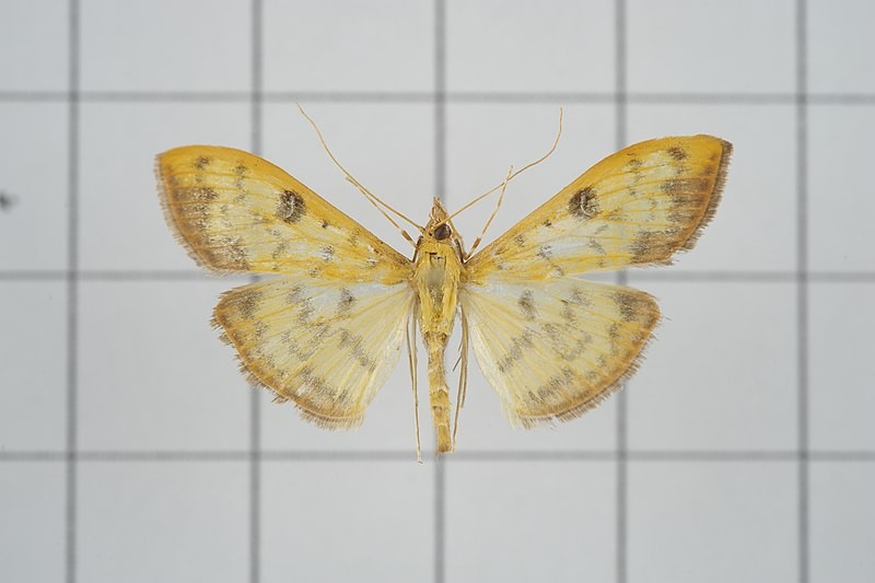 Botyodes diniasalis (Botyodes diniasalis) - Picture Insect