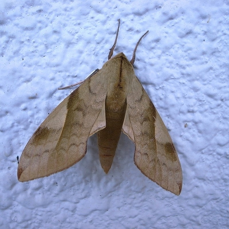 Clanis bilineata (Clanis bilineata) - Picture Insect