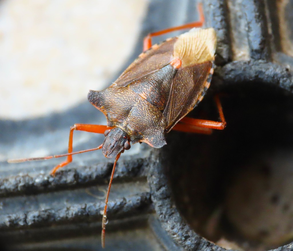 Punaise à pattes rousses (Pentatoma rufipes) - Picture Insect