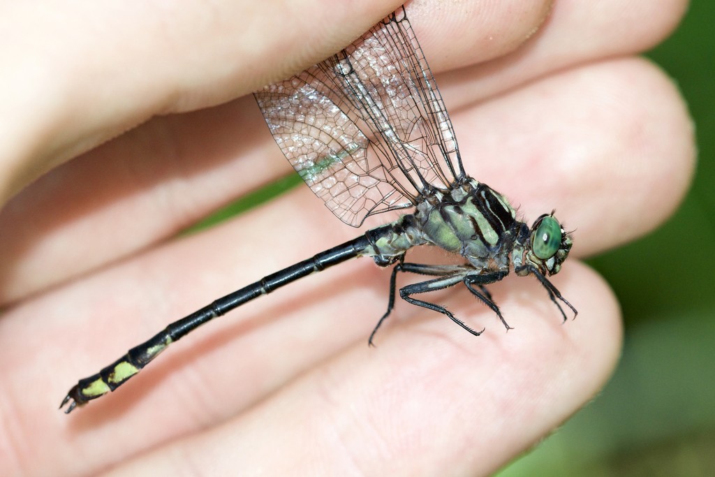 Stylurus amnicola (Stylurus amnicola) - Picture Insect
