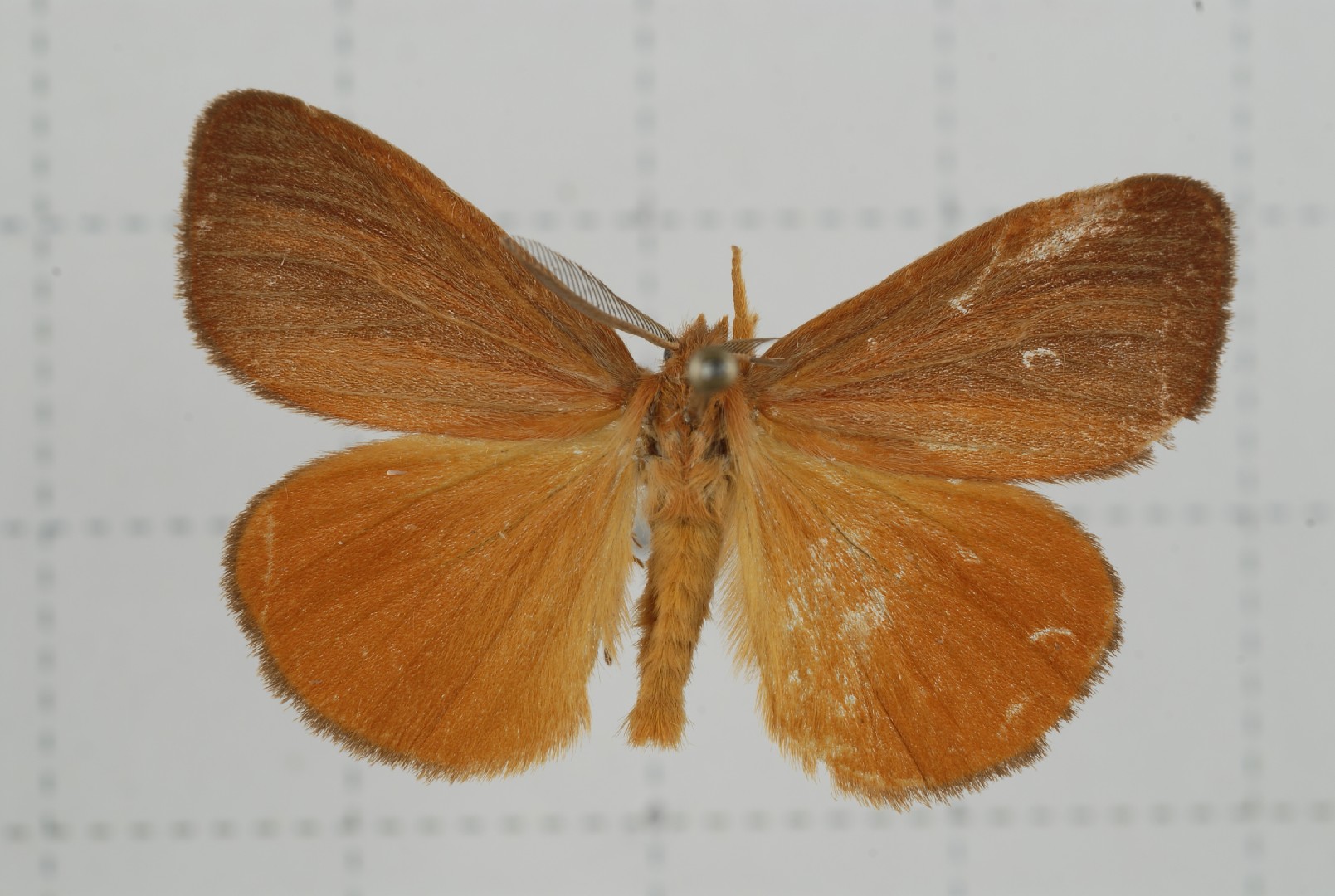 Aroa (Aroa) - Picture Insect